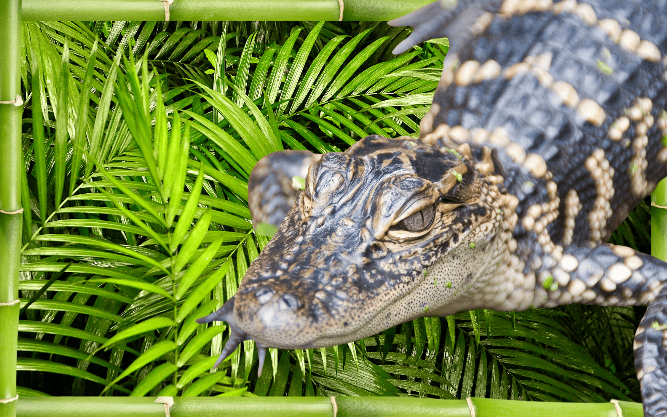 The Wild Side, by Panhandle Exotics! Small zoo, BIG experience!